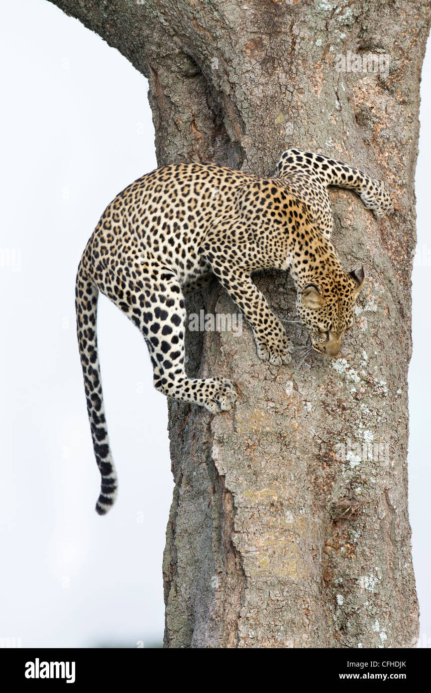 Leopard Climbing