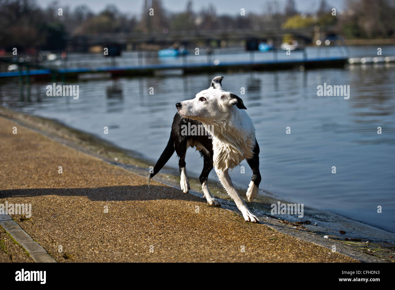 Sheepdog after going for a swim in Hyde Park Serpentine in the spring ...