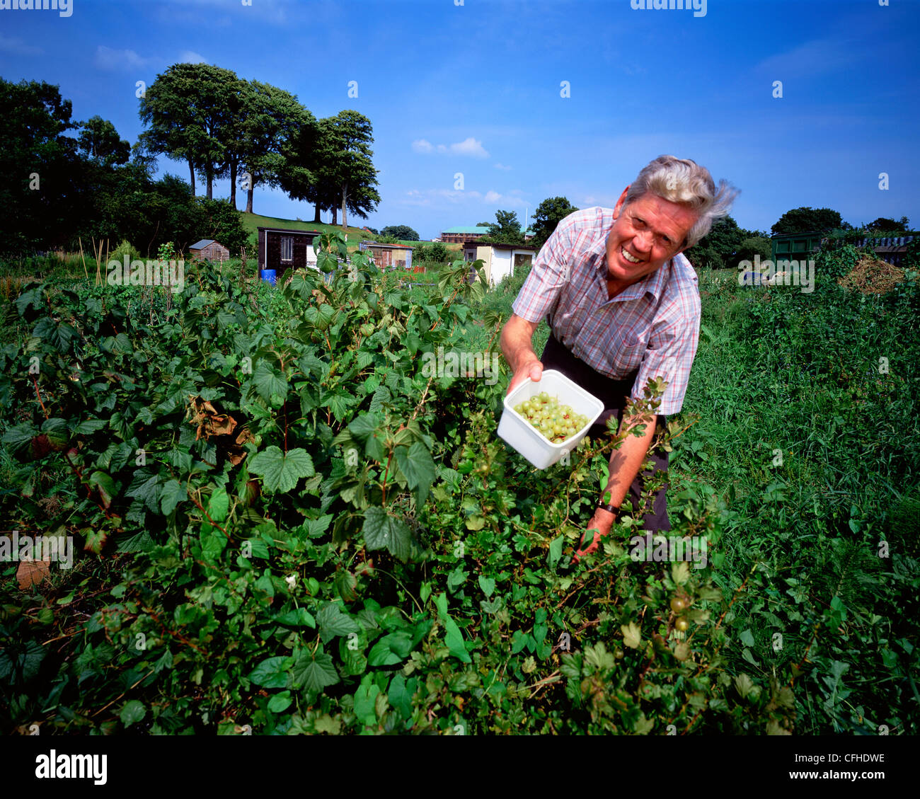 Northern gooseberry hi-res stock photography and images - Alamy