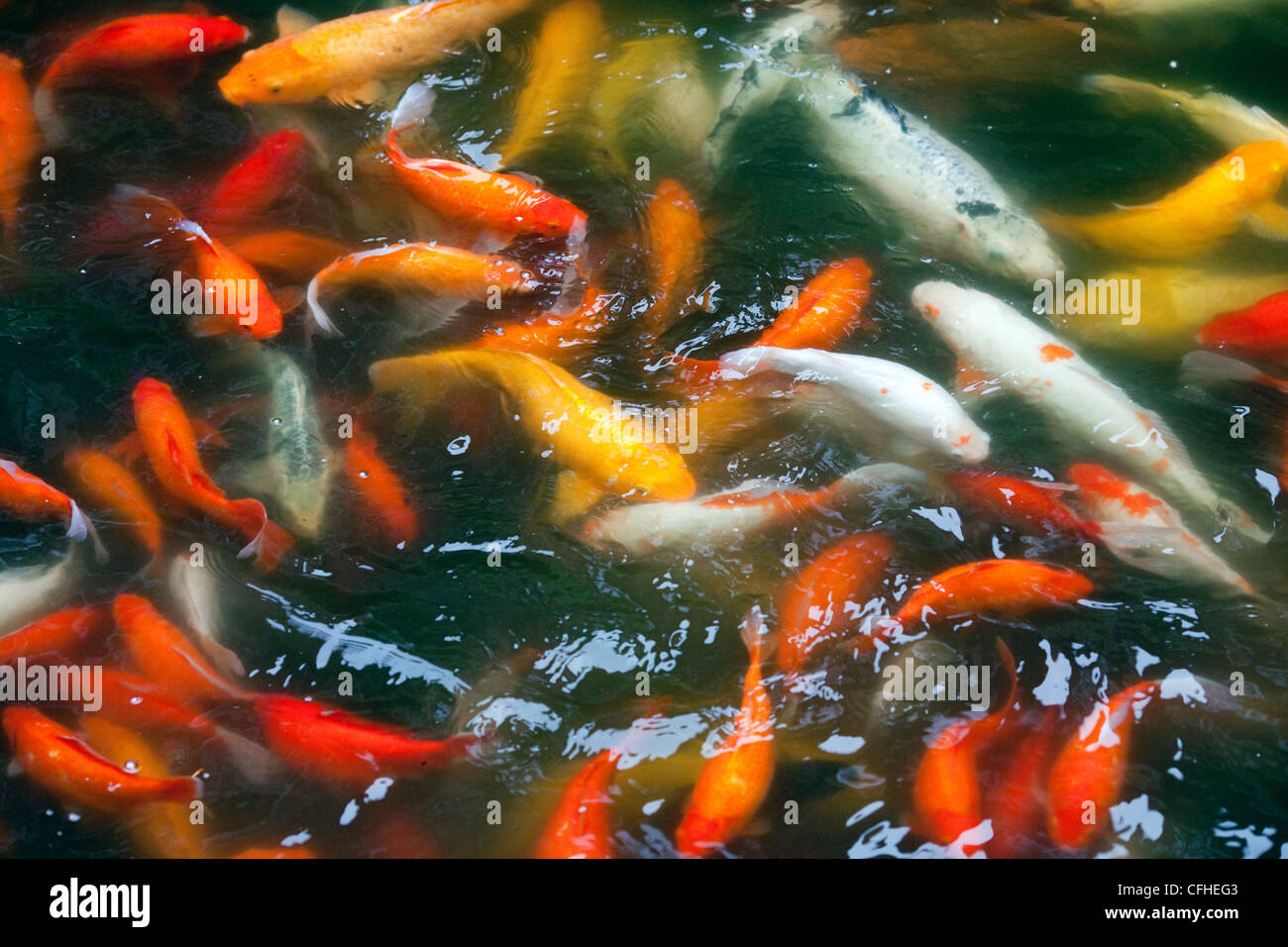 Coy carp hi-res stock photography and images - Alamy