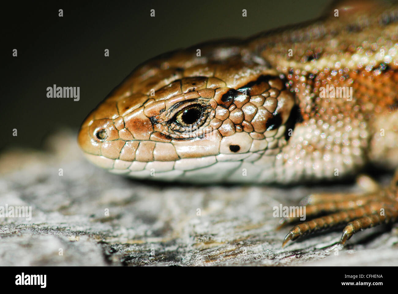 Common Lizard Uk High Resolution Stock Photography and Images - Alamy
