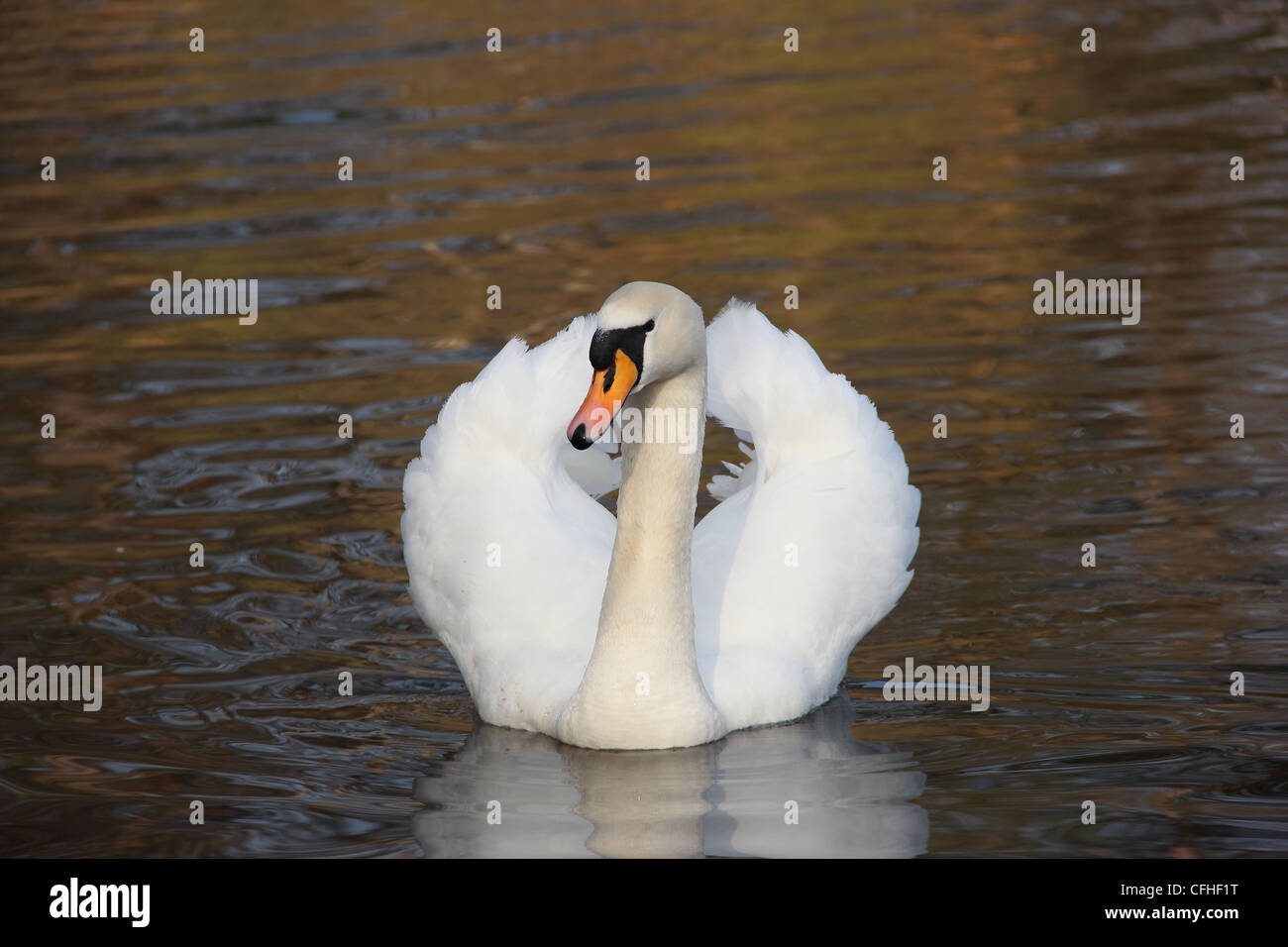 Swan on pond Stock Photo - Alamy