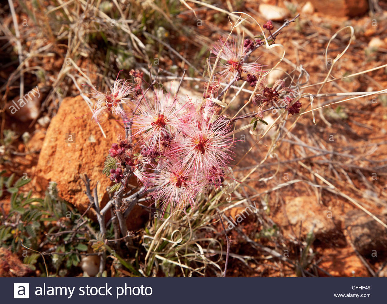 Fairy Duster Plants High Resolution Stock Photography and Images - Alamy
