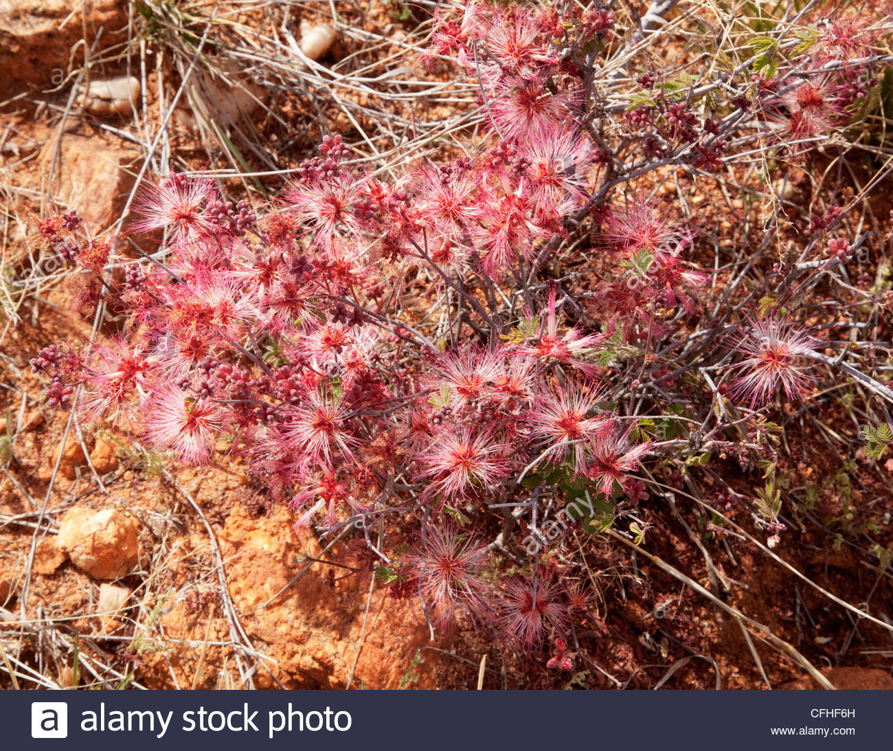 Fairy Duster Plants High Resolution Stock Photography and Images - Alamy