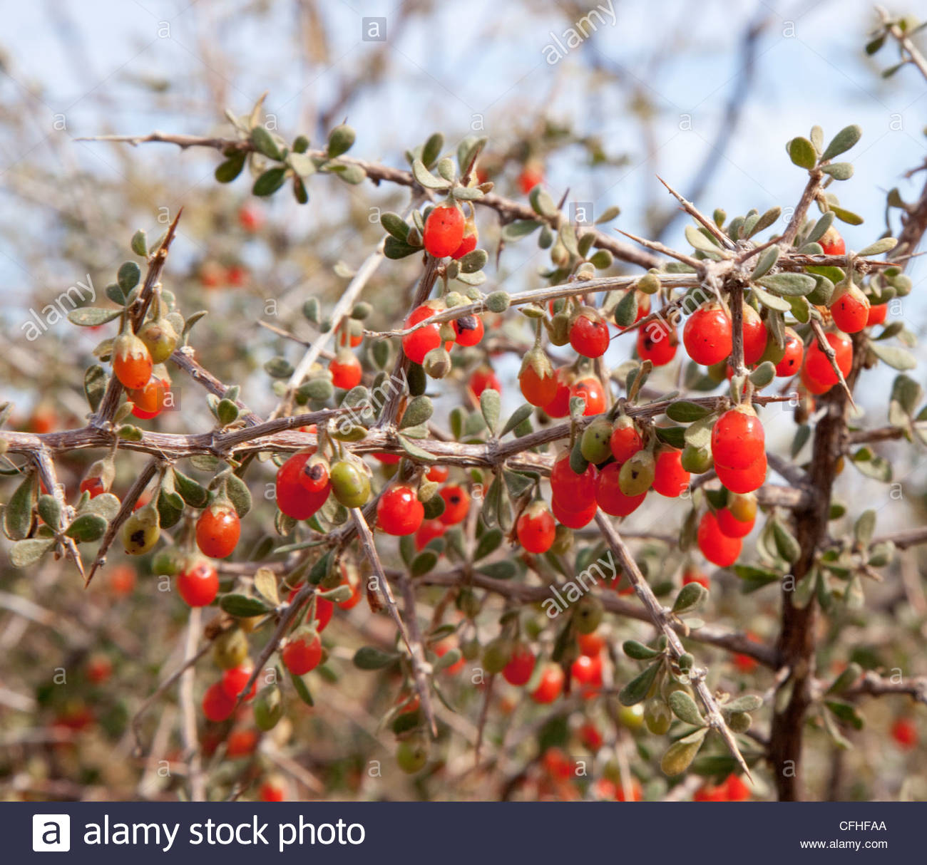 Wolfberry Lycium red berries Arizona Stock Photo, Royalty Free Image ...