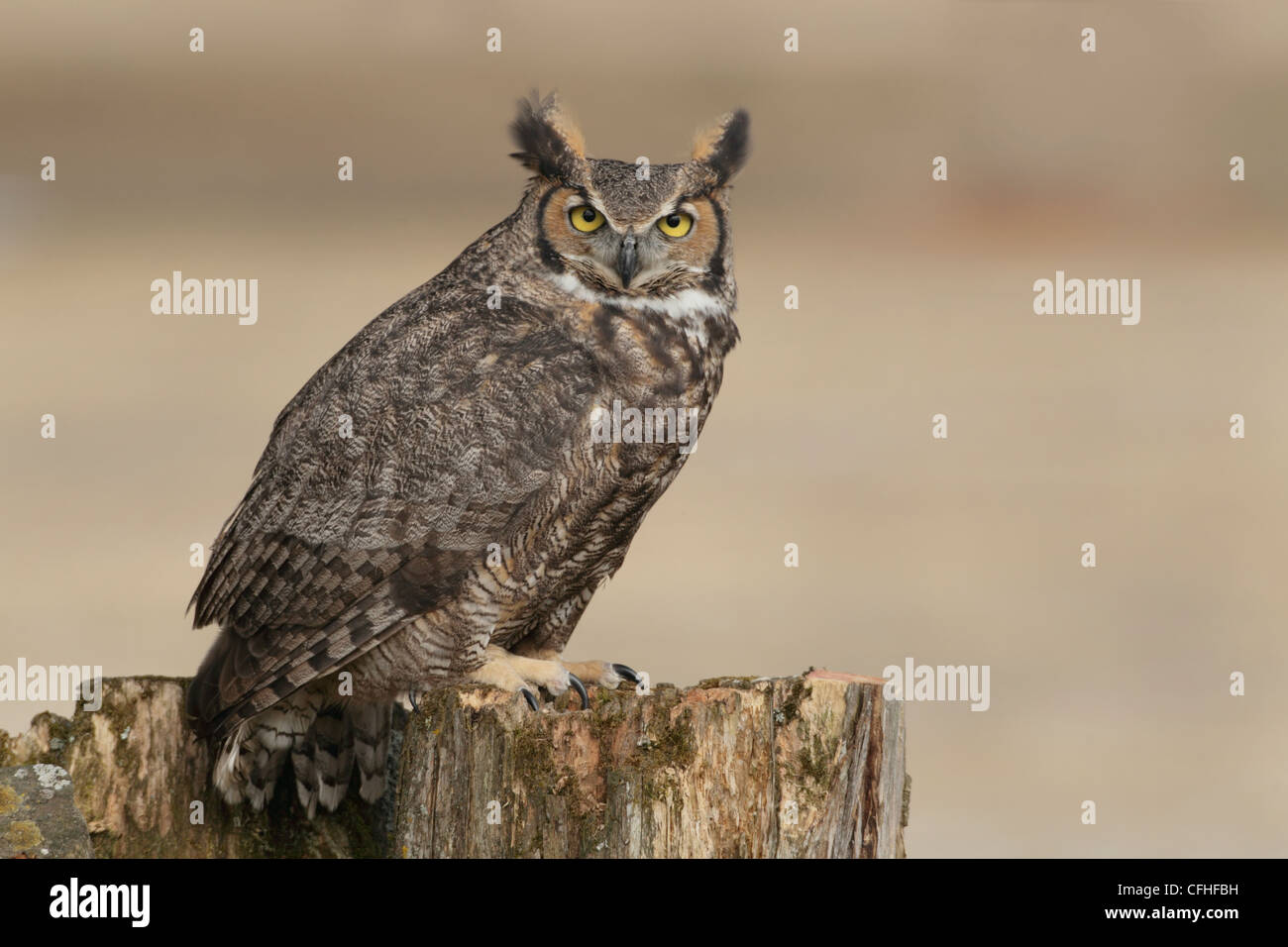 Great Horned Owl (Bubo virginianus Stock Photo - Alamy