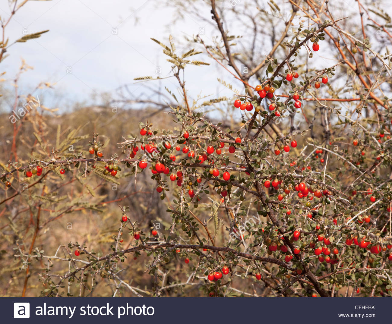 Wolfberry Stock Photos & Wolfberry Stock Images - Alamy