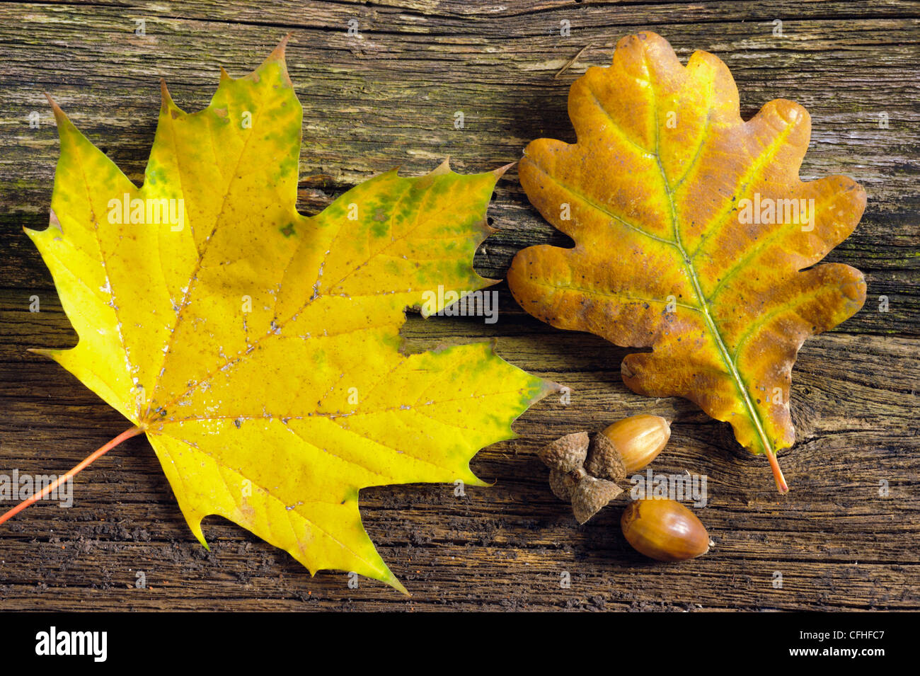 maple and oak leaf Stock Photo - Alamy