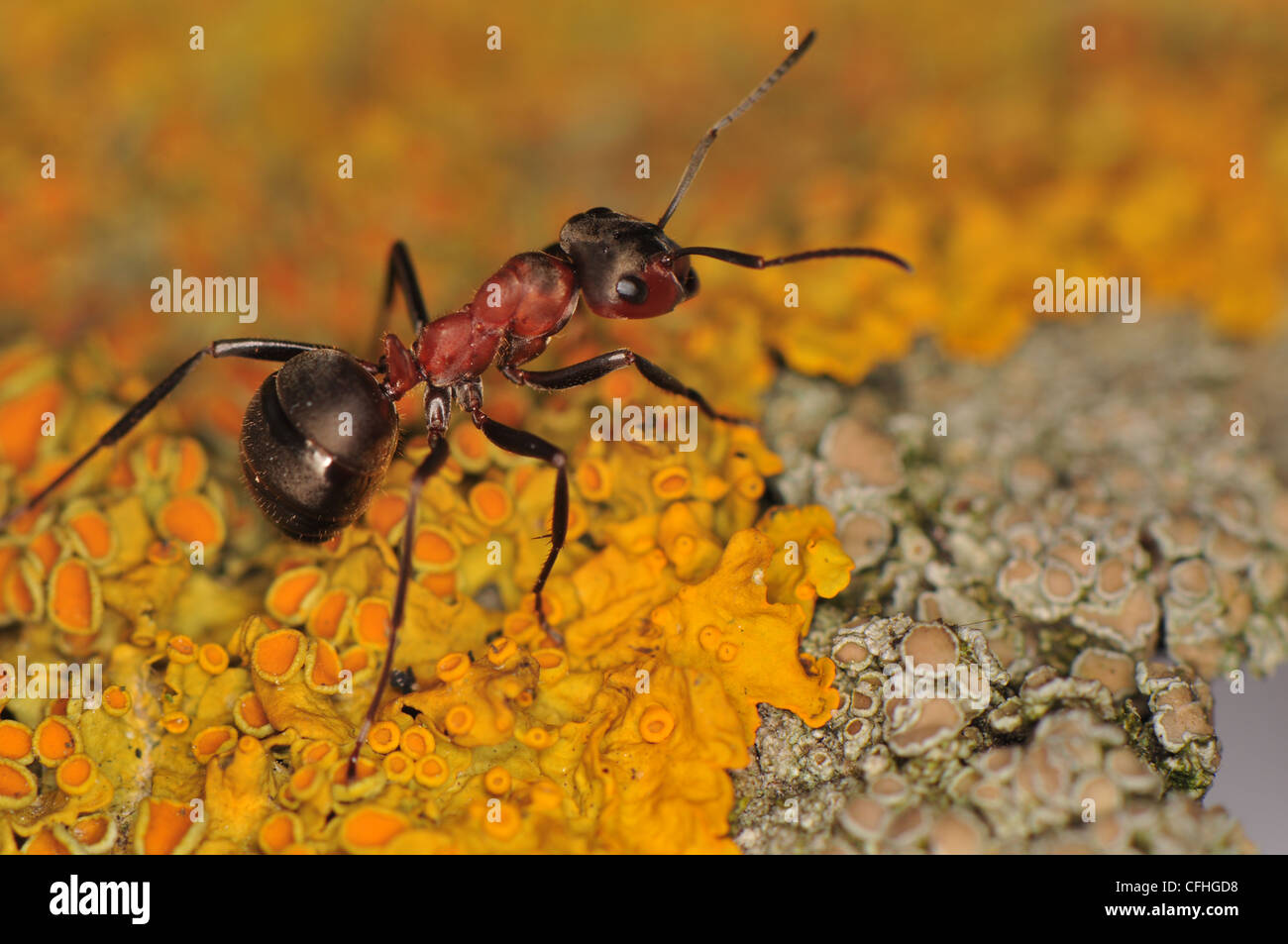 Ant - Formica Stock Photo - Alamy