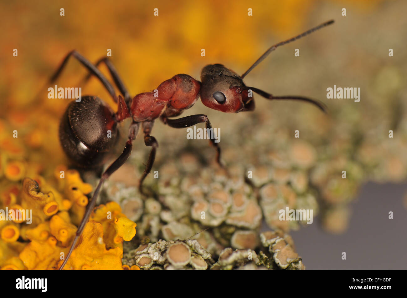 Ant - Formica Stock Photo - Alamy