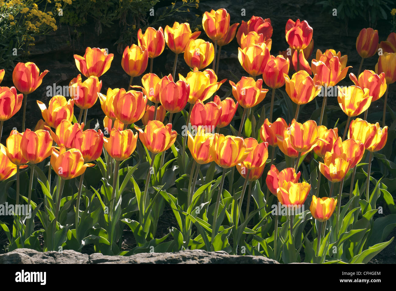 Tulips for rock gardens hi-res stock photography and images - Alamy