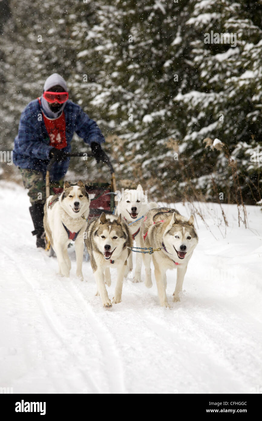 Dogs pulling a sled in a race in winter Stock Photo - Alamy