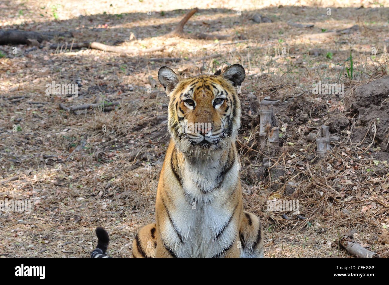 Tiger Belly High Resolution Stock Photography and Images - Alamy