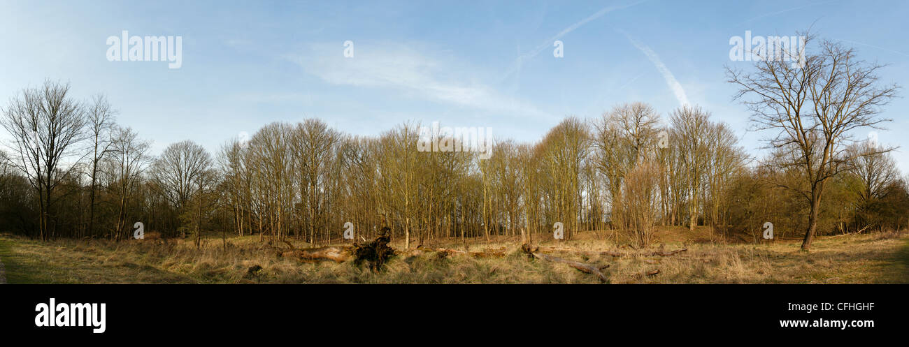 View of a dead tree in a patch of forest in the dunes in the ...