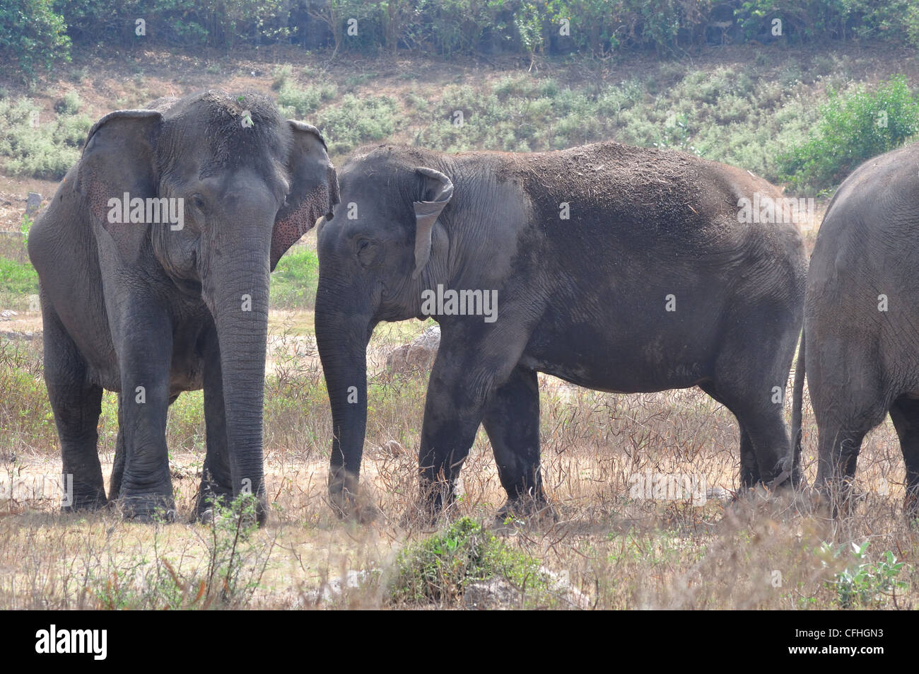 Indian elephants hi-res stock photography and images - Alamy