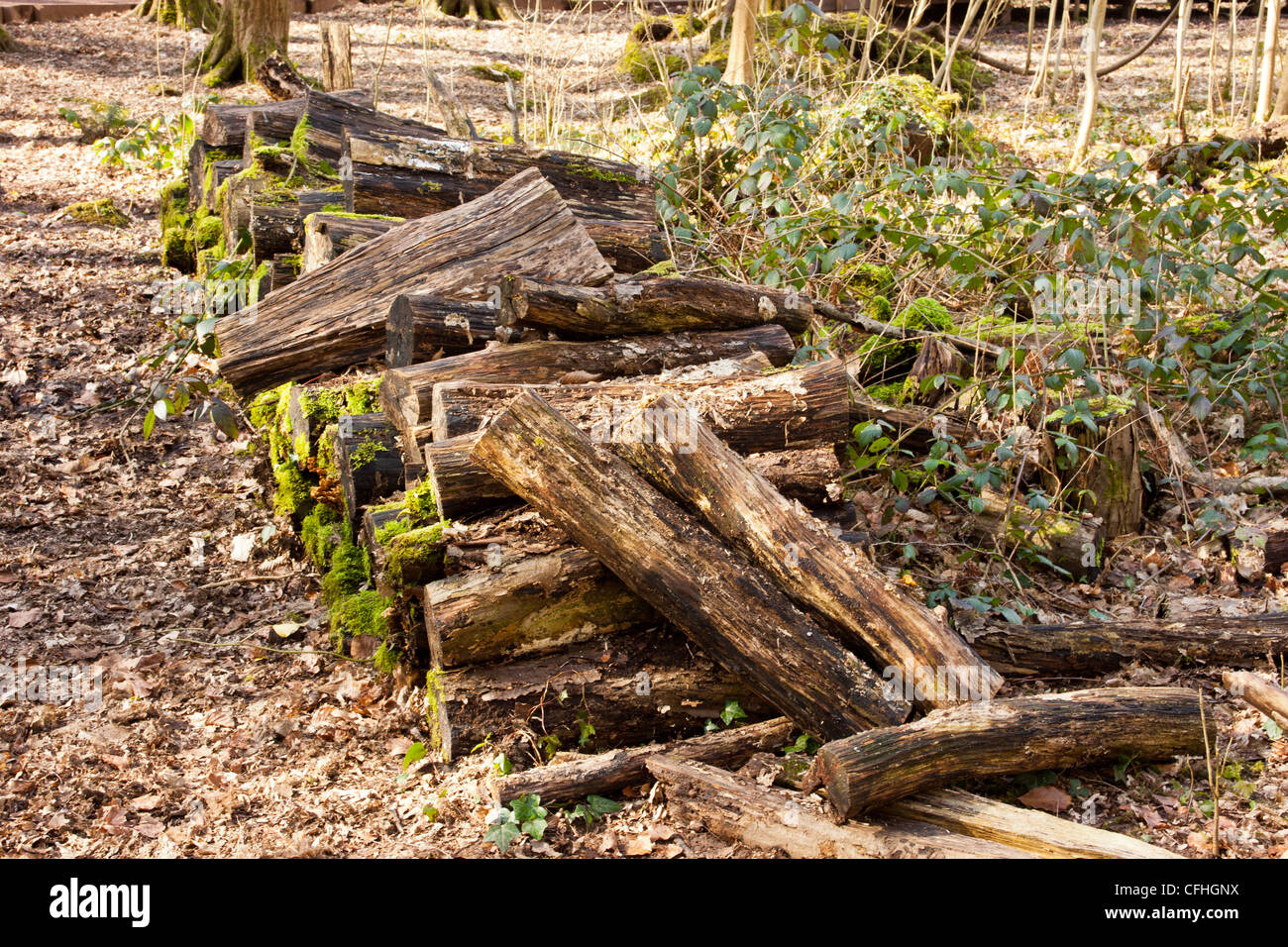 Decaying wood pile hi-res stock photography and images - Alamy