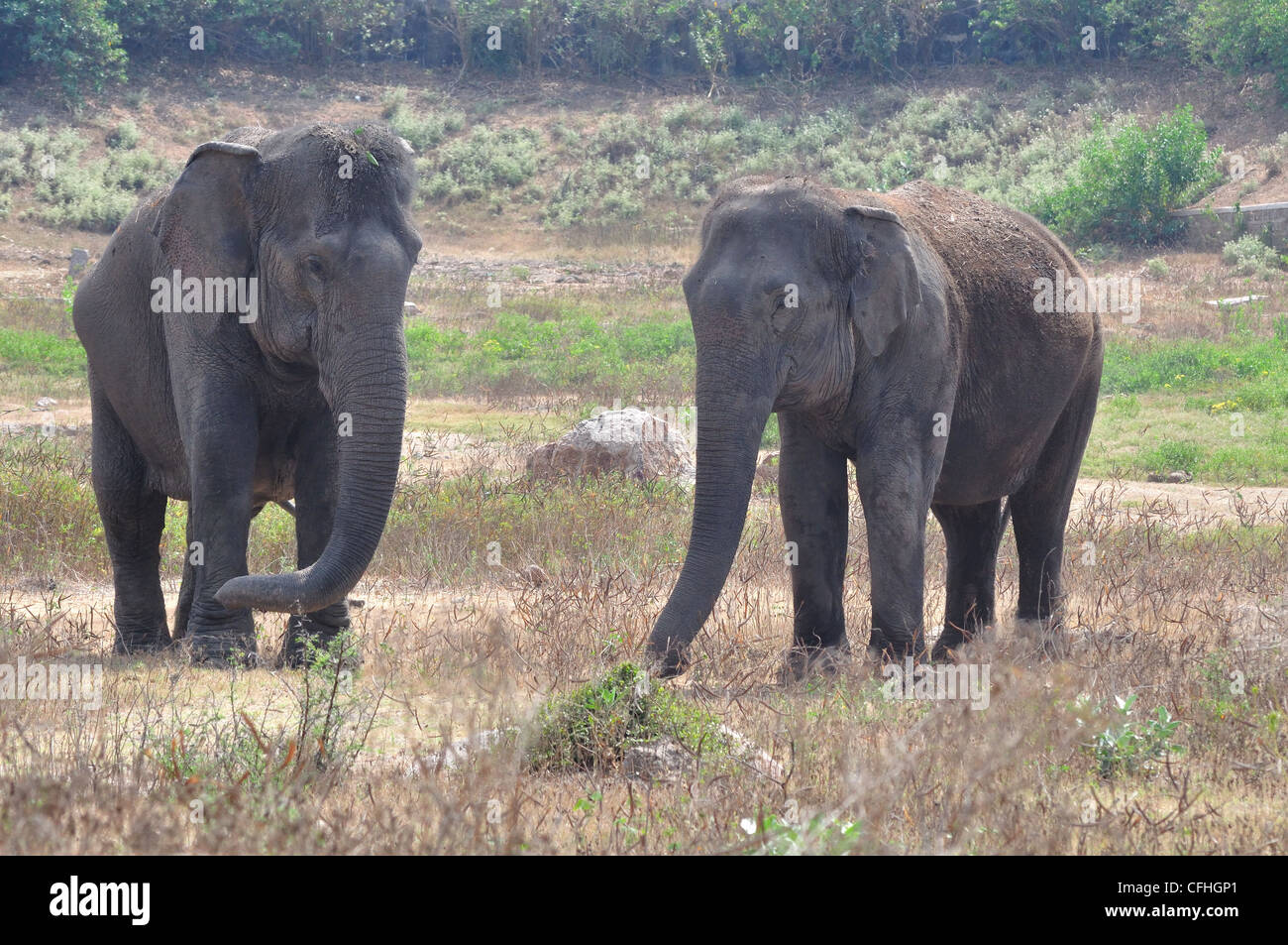 Elephants in indian forest hi-res stock photography and images - Alamy
