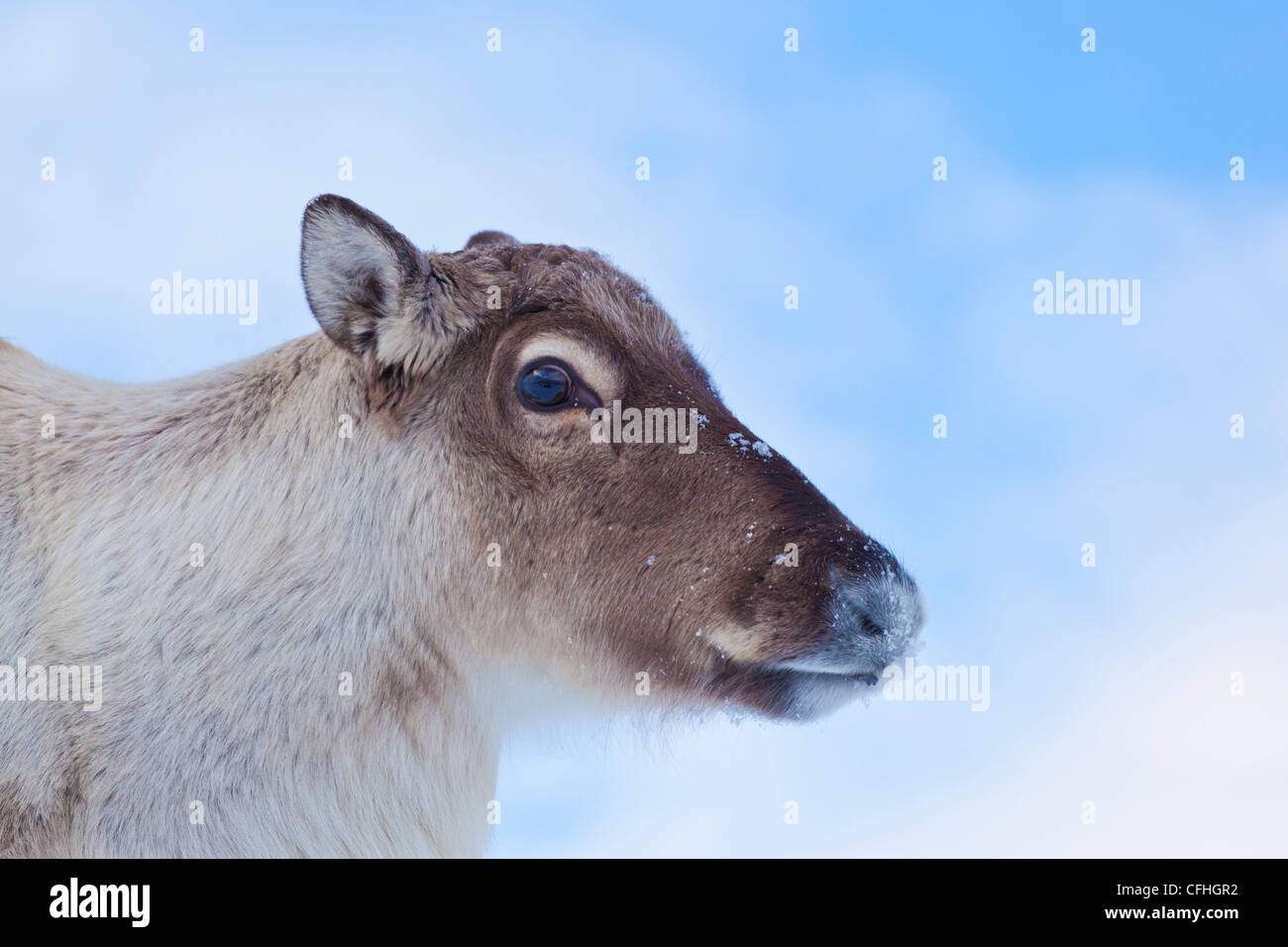 Reindeer side profile hi-res stock photography and images - Alamy