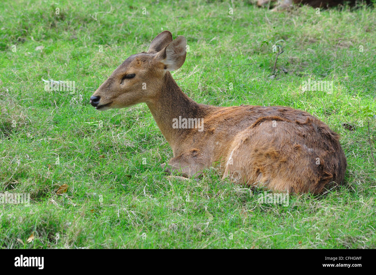 Hog Deer ( Hyelaphus porcinus Stock Photo - Alamy