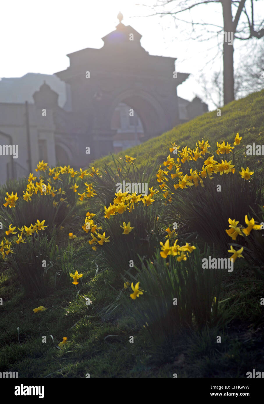 Daffodils growing in public parks hi-res stock photography and images ...