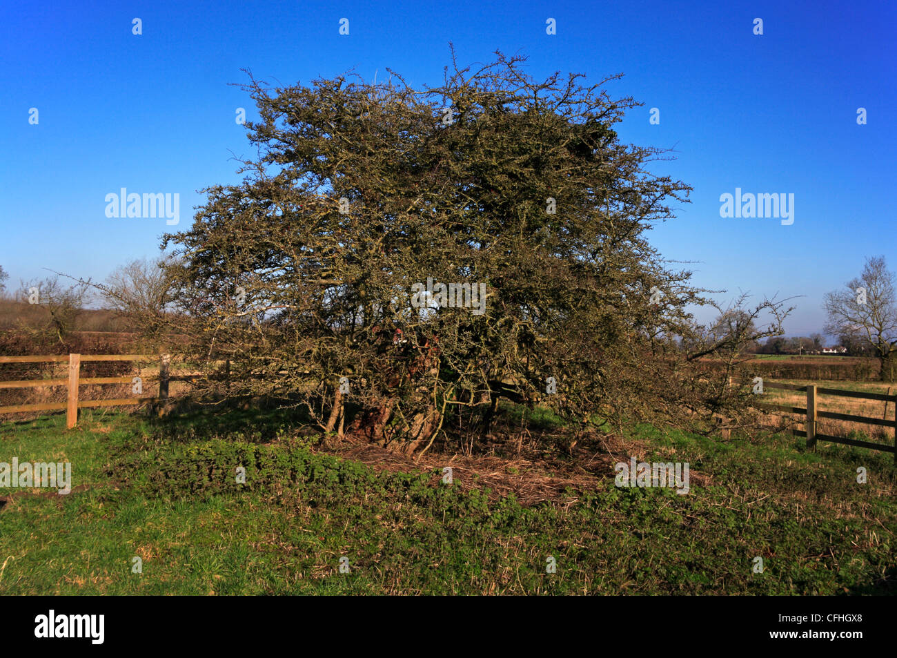 Hethel thorn hi-res stock photography and images - Alamy