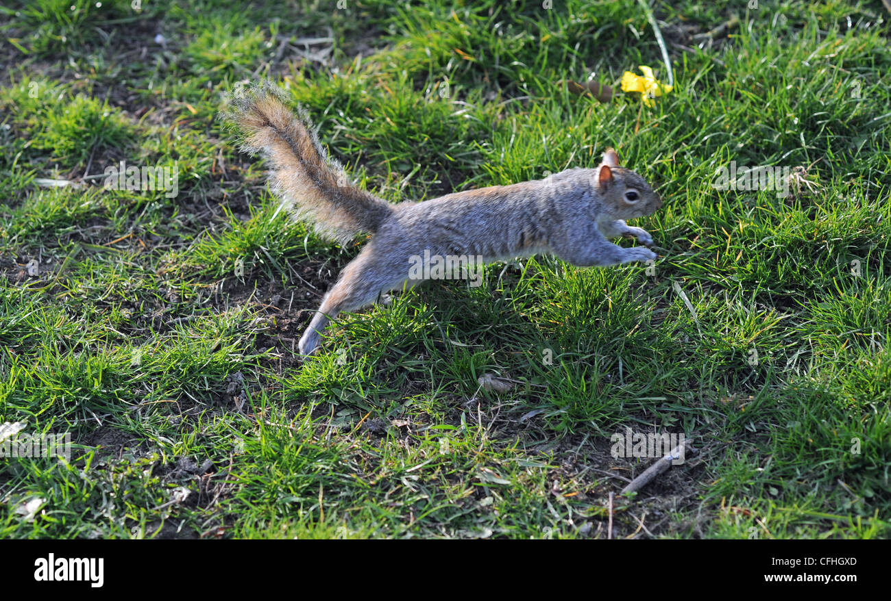 Brighton squirrels hi-res stock photography and images - Alamy