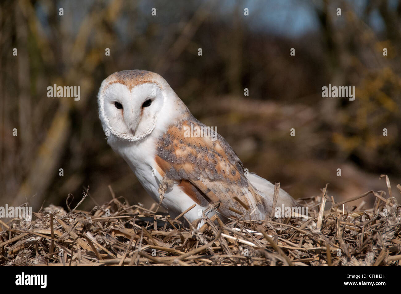 a barn owl standing on a hay bale Stock Photo - Alamy