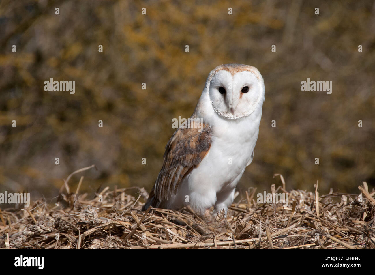 a barn owl standing on a hay bale Stock Photo - Alamy