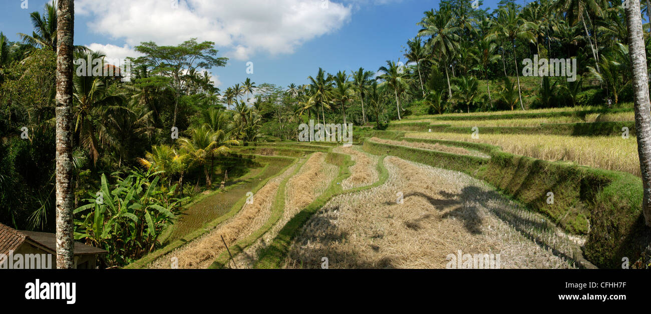 Paddies day hi-res stock photography and images - Alamy