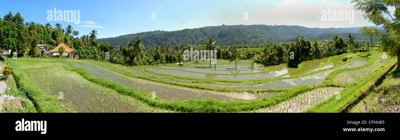Paddies day hi-res stock photography and images - Alamy