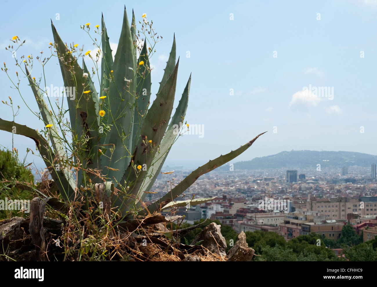 An agave cactus in Park Guell, Barcelona with the city in a haze in the ...