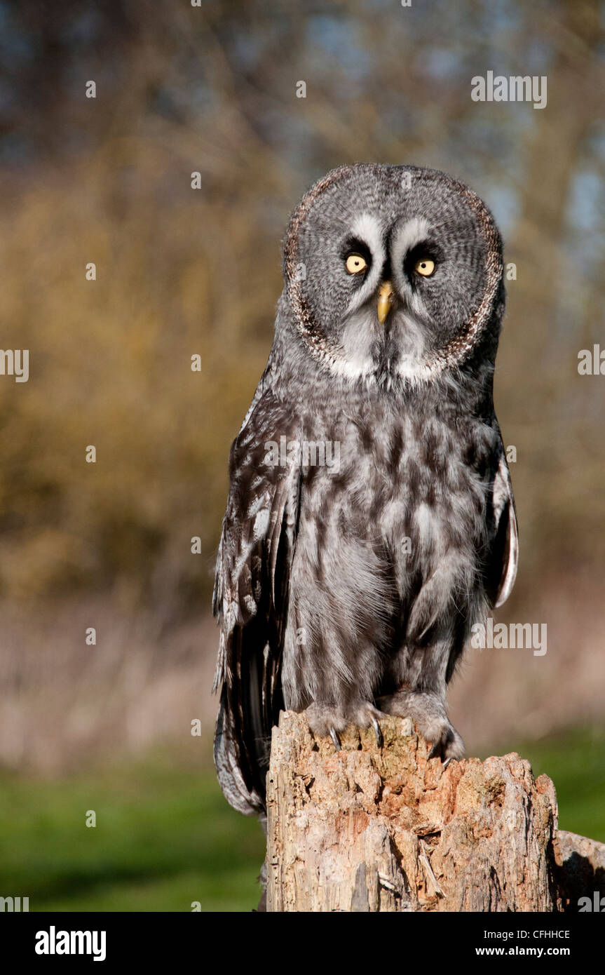 a great grey owl standing on a old tree stump Stock Photo - Alamy