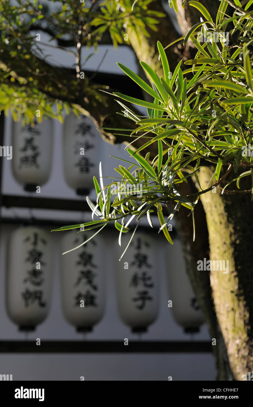 conifer and lanterns, Kyoto, Japan Stock Photo - Alamy