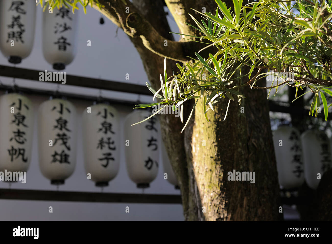 conifer and lanterns, Kyoto, Japan Stock Photo - Alamy