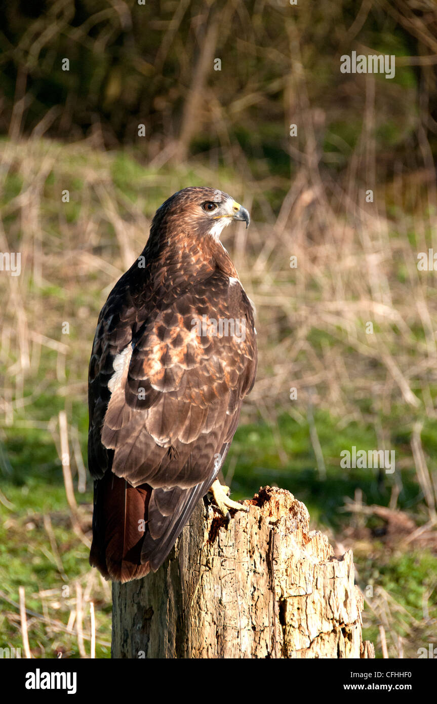 a red tailed hawk standing on a old tree stump Stock Photo - Alamy