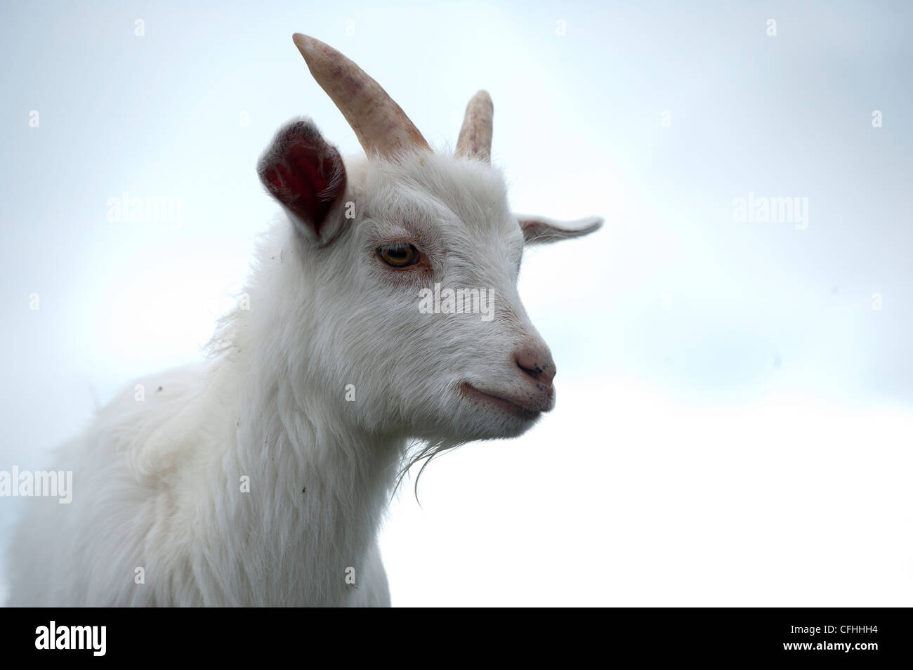 A close up of a goat in Norway Stock Photo - Alamy