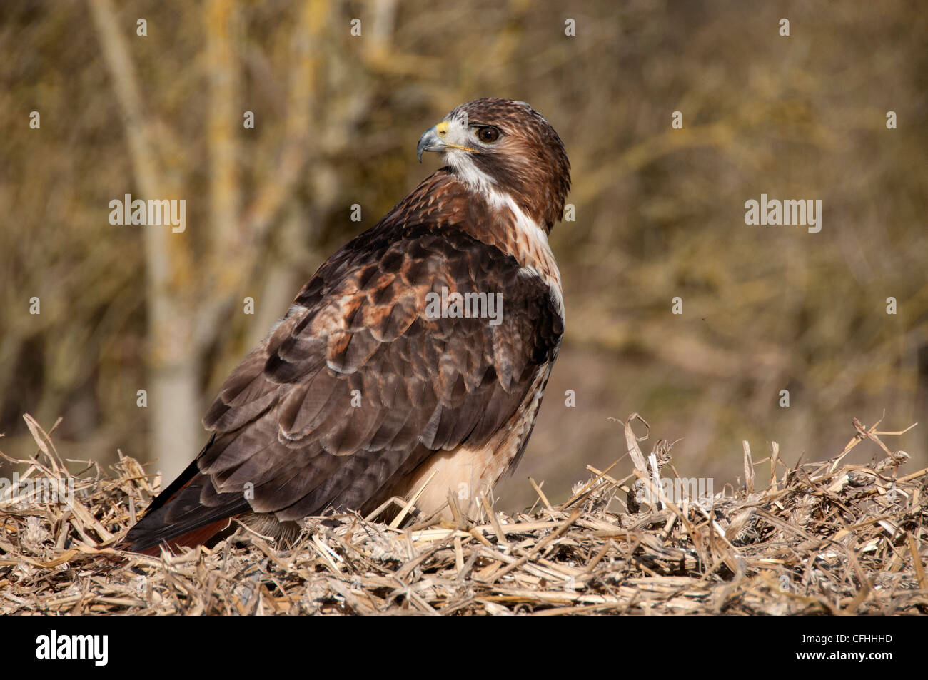 a red tailed hawk standing on a hay bale Stock Photo - Alamy