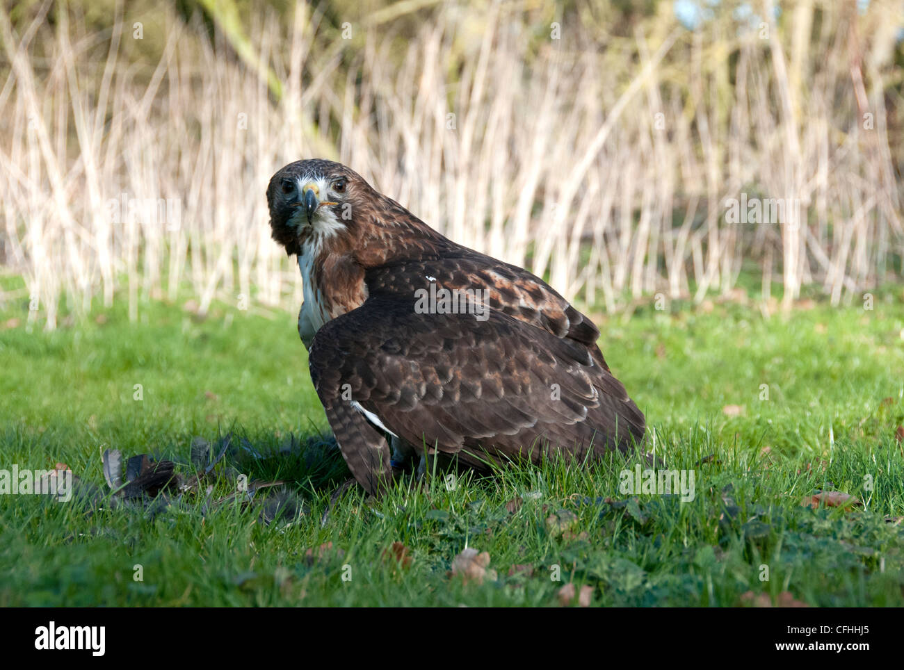 Hawk on the ground hi-res stock photography and images - Alamy