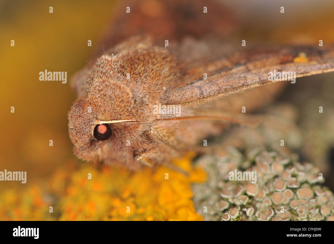 Eupsilia transversa moth Stock Photo - Alamy