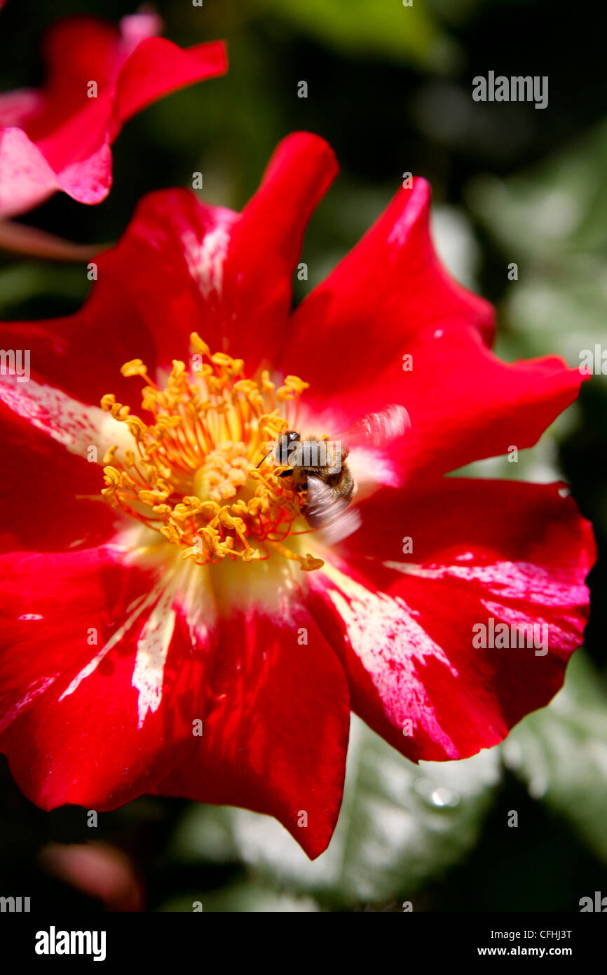 Bee fanning hive hi-res stock photography and images - Alamy