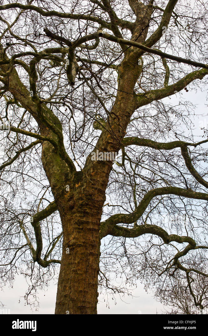 Large plane tree hi-res stock photography and images - Alamy