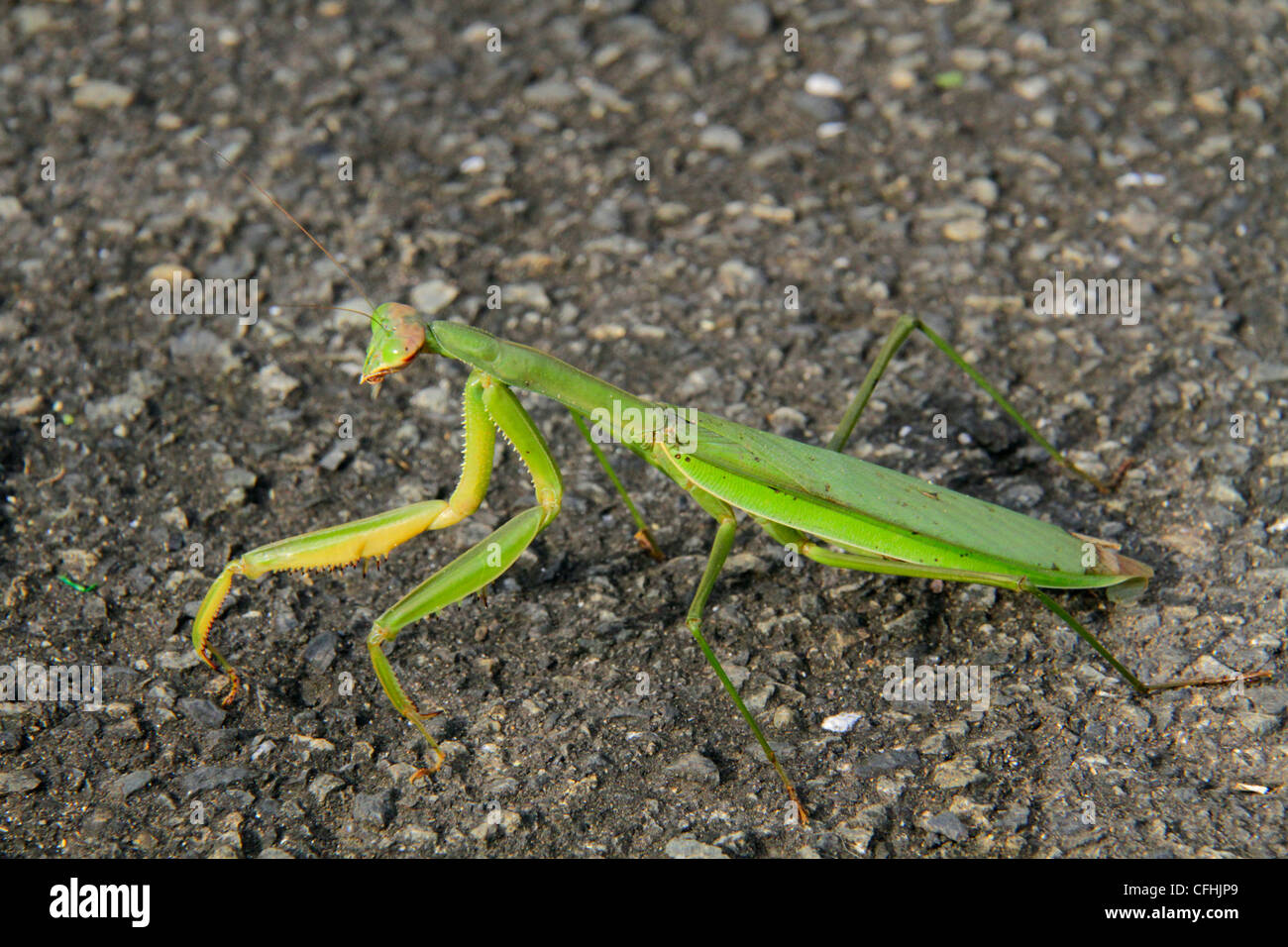 A mantis on a road Stock Photo - Alamy