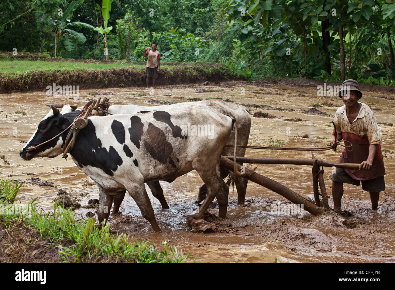 Local People Working with cows in Rice Fields, Bromo region, Java ...