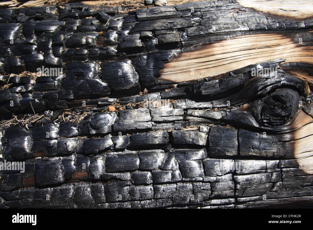 Burnt tree with eye Stock Photo - Alamy