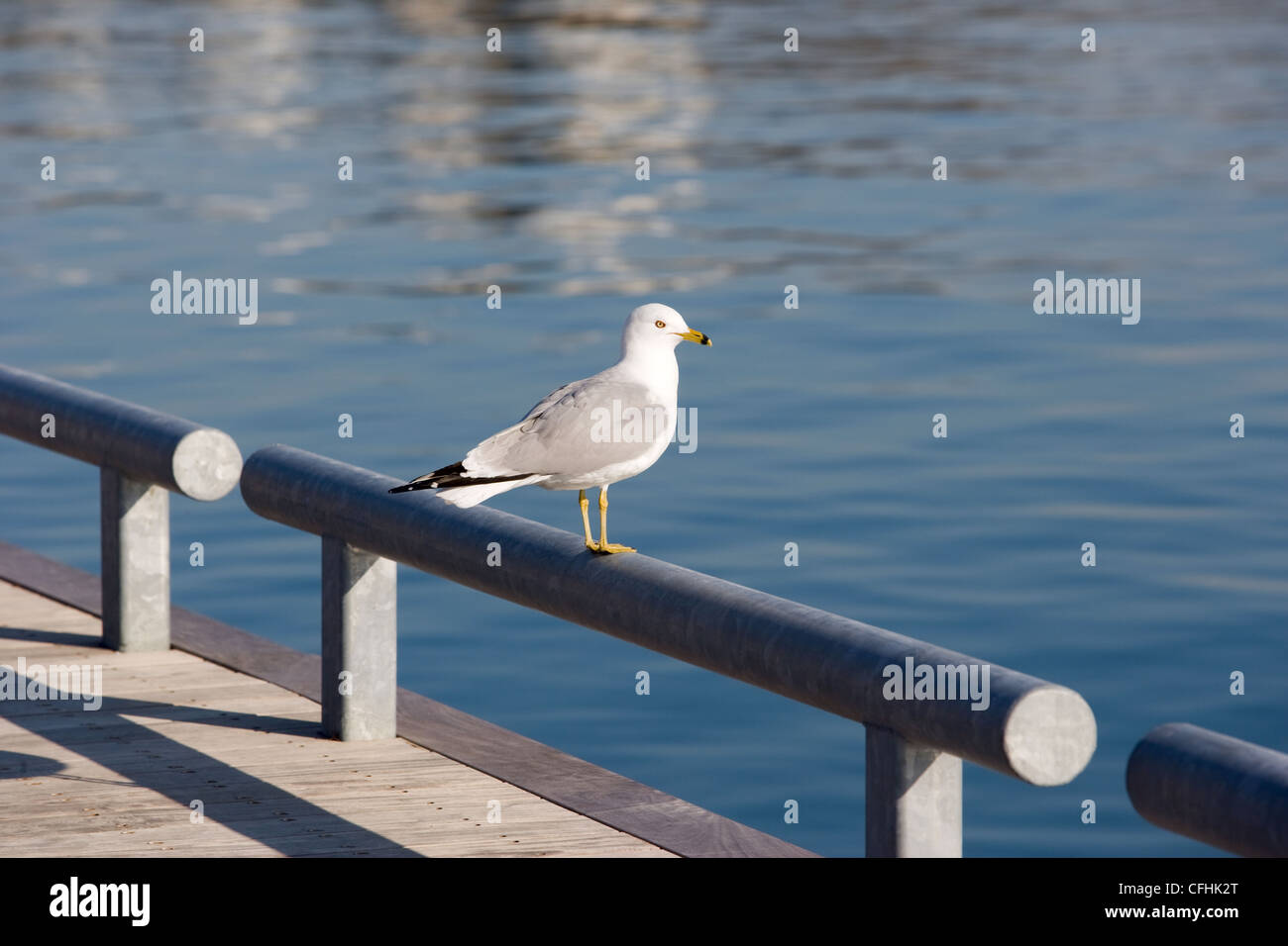 Seagull on dock hi-res stock photography and images - Alamy
