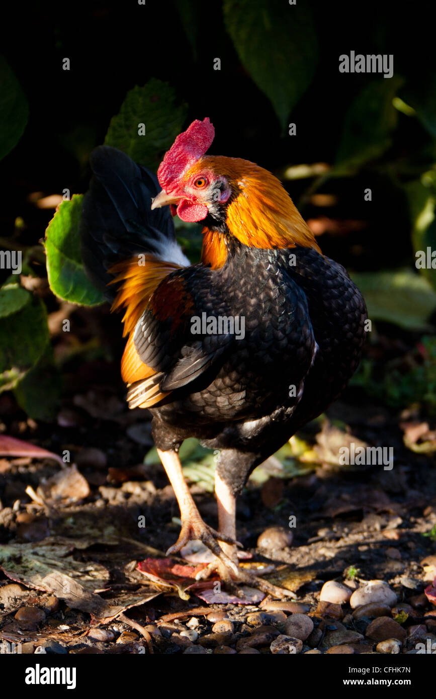 Old English Bantams (Chicken Stock Photo - Alamy