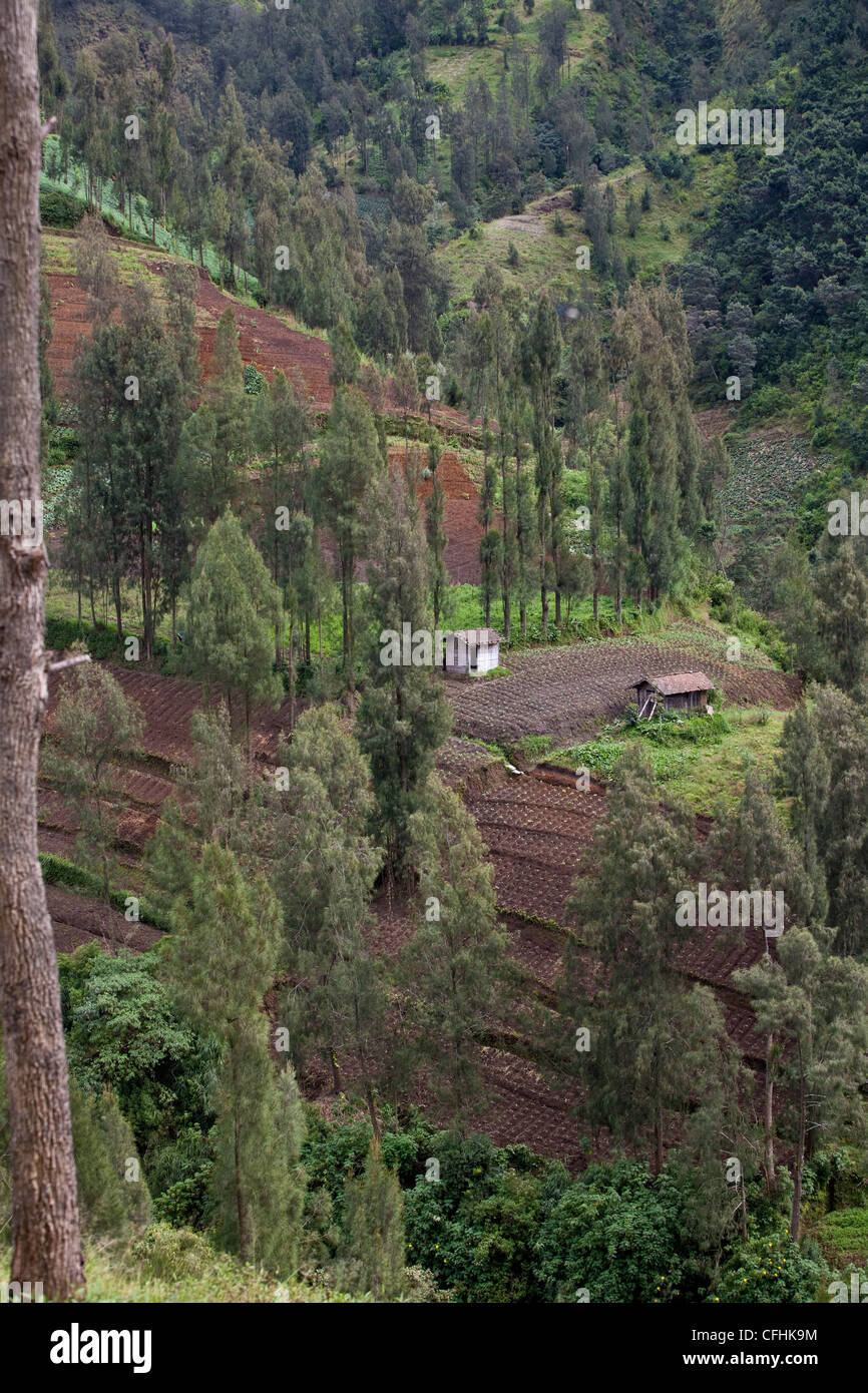 Terraces fields and farms, Java, South Pacific, Indonesia, Southeast ...