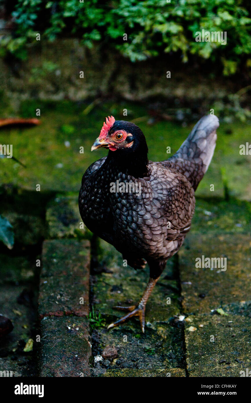 Old English Bantams (Chicken Stock Photo - Alamy