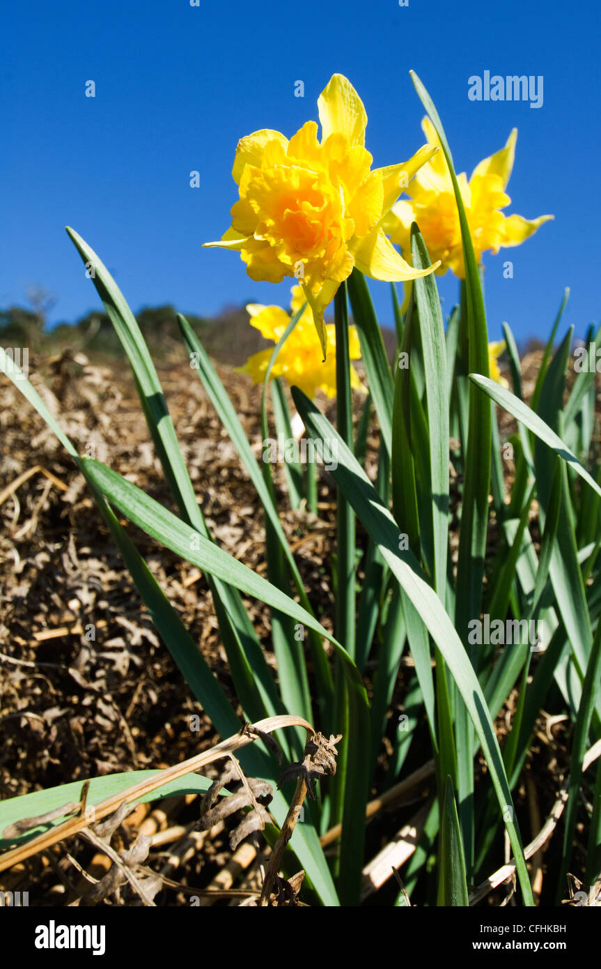 Daffs hi-res stock photography and images - Alamy