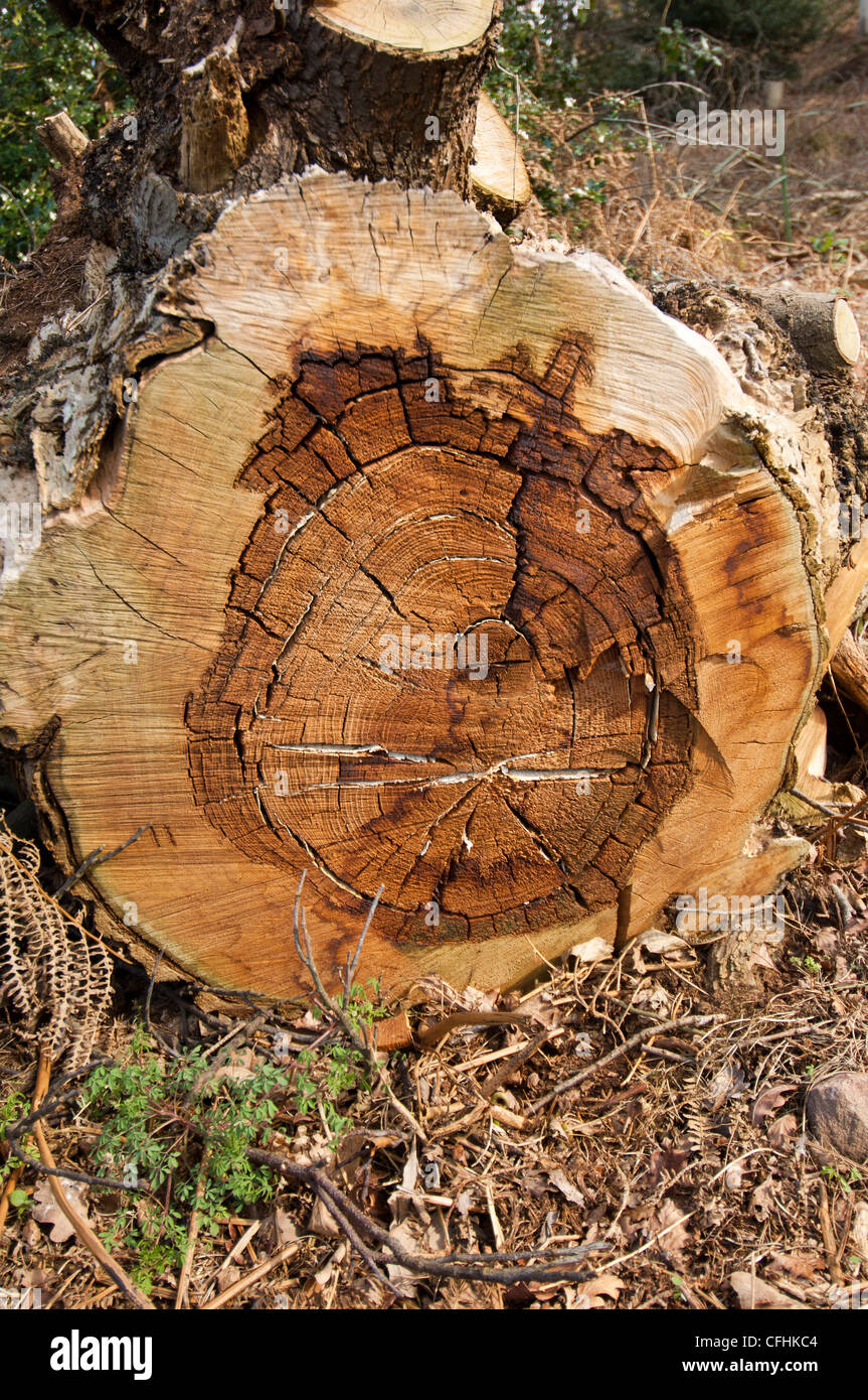 Tree Trunk cut down Stock Photo - Alamy